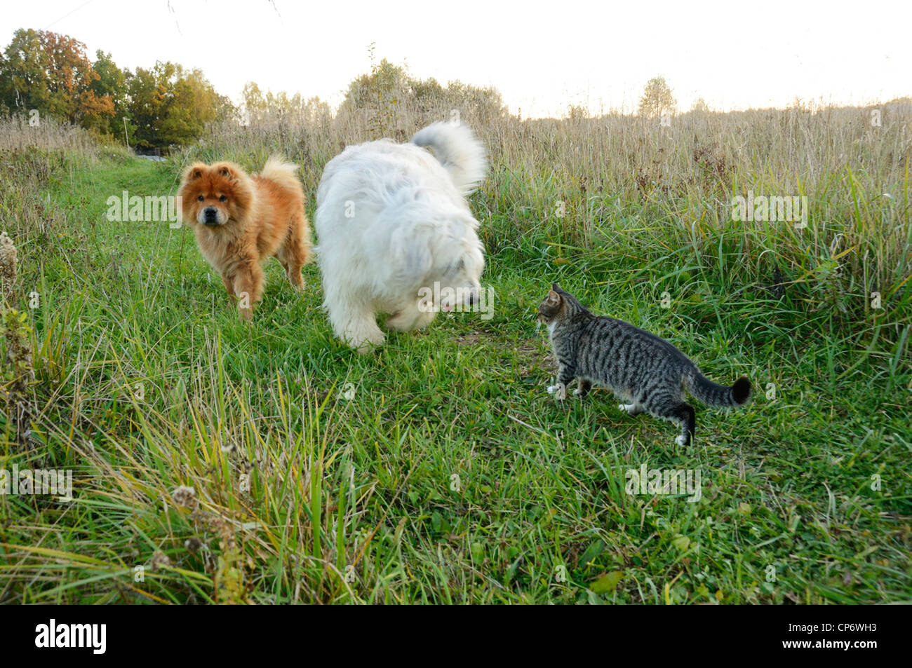 Pets cat hi-res stock photography and images - Alamy