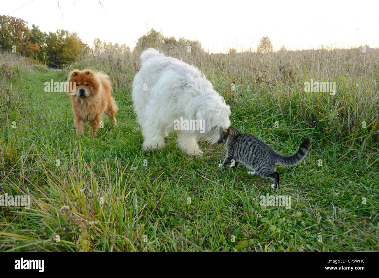 Two dogs and cat on walk Stock Photo - Alamy