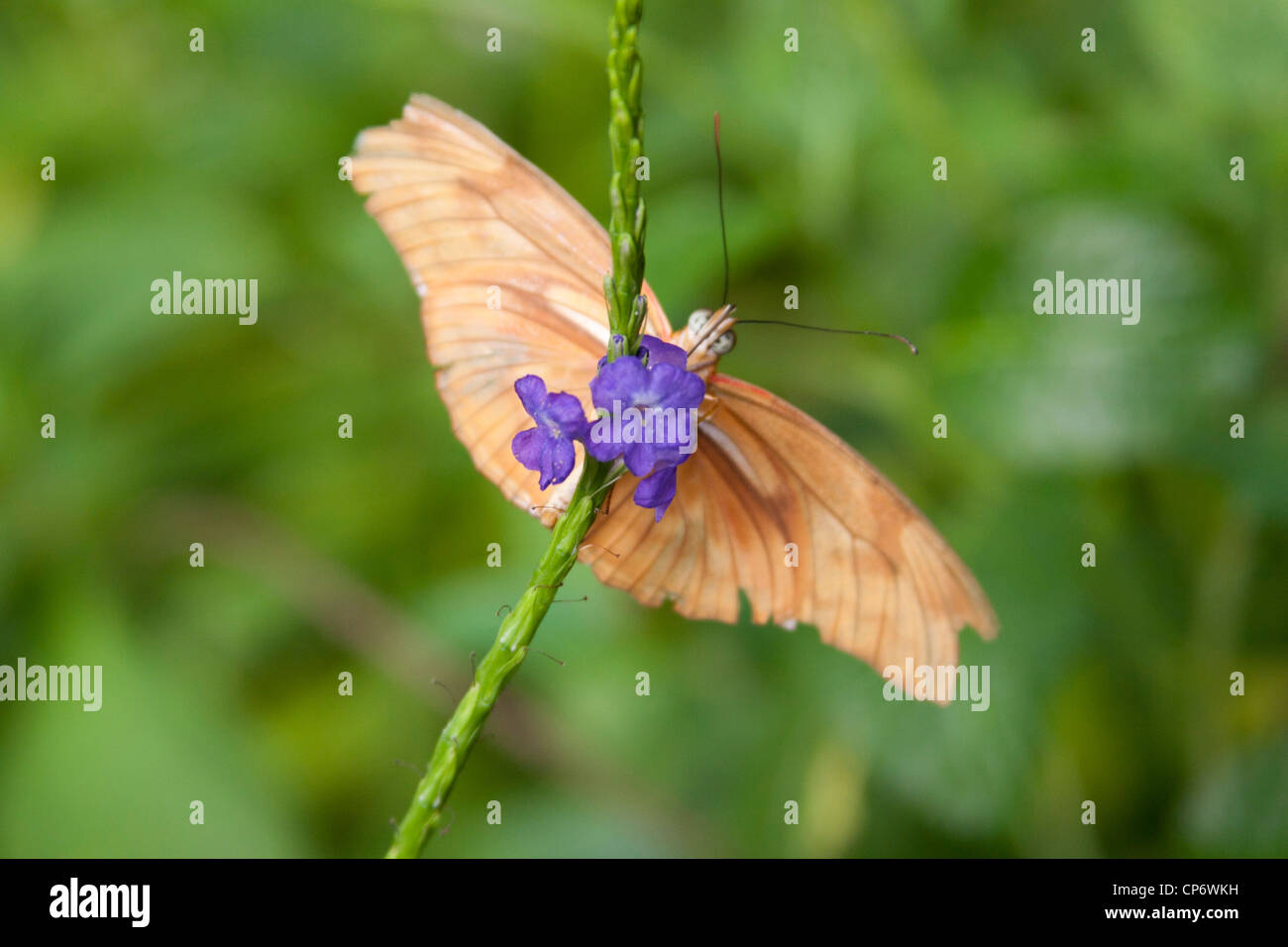 Orange Flame Butterflies sitting on a purple flower, at Butterfly World ...