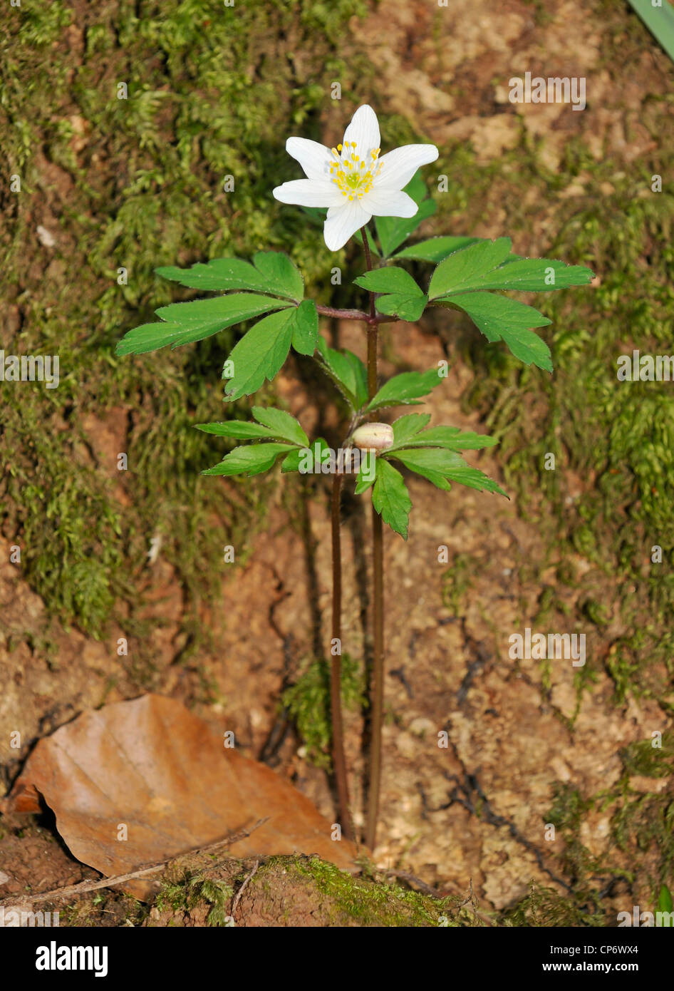 Wood Anemone - Anemone nemorosa Single plant showing flower & tree ...