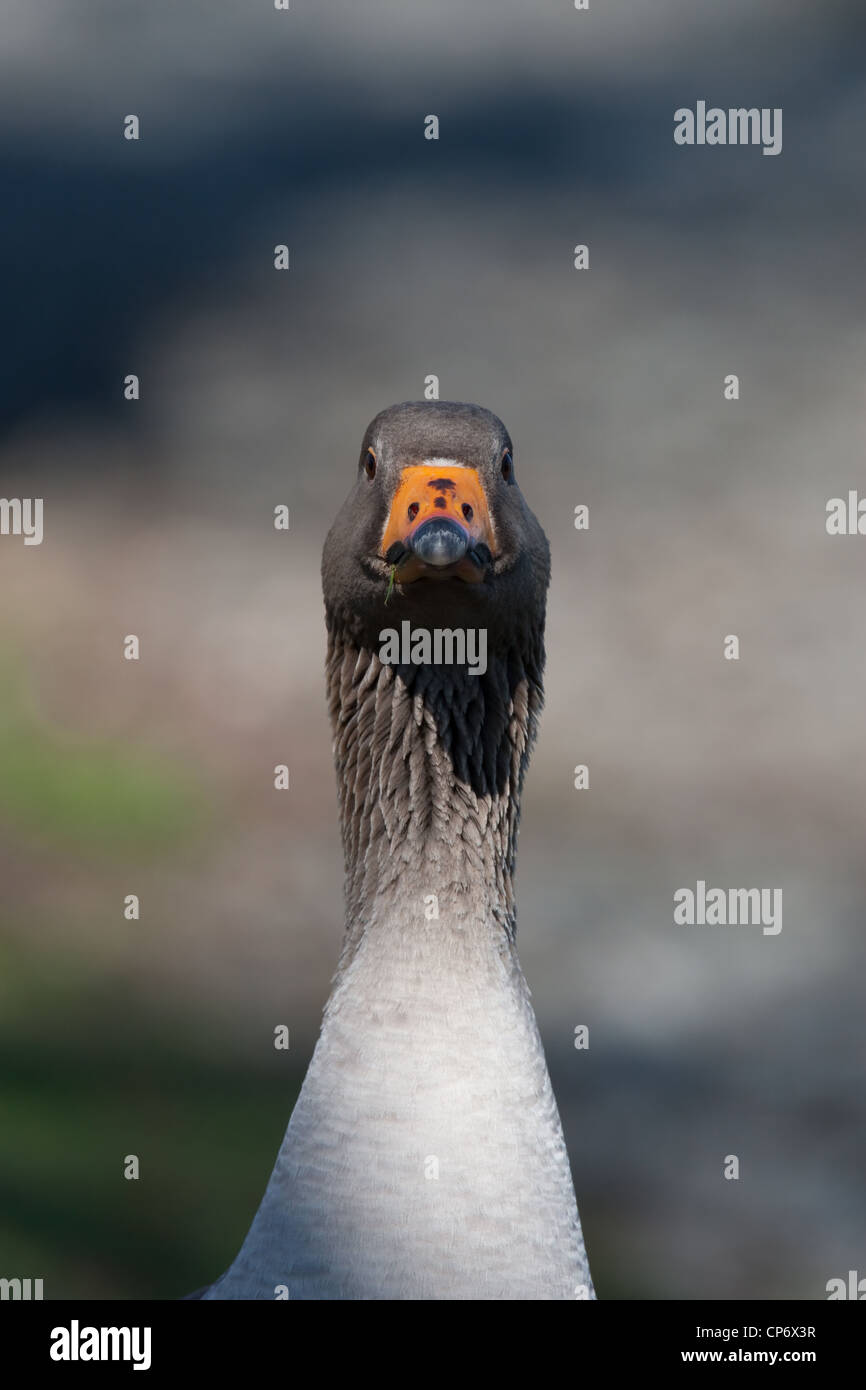 Greylag Goose head and neck Stock Photo - Alamy