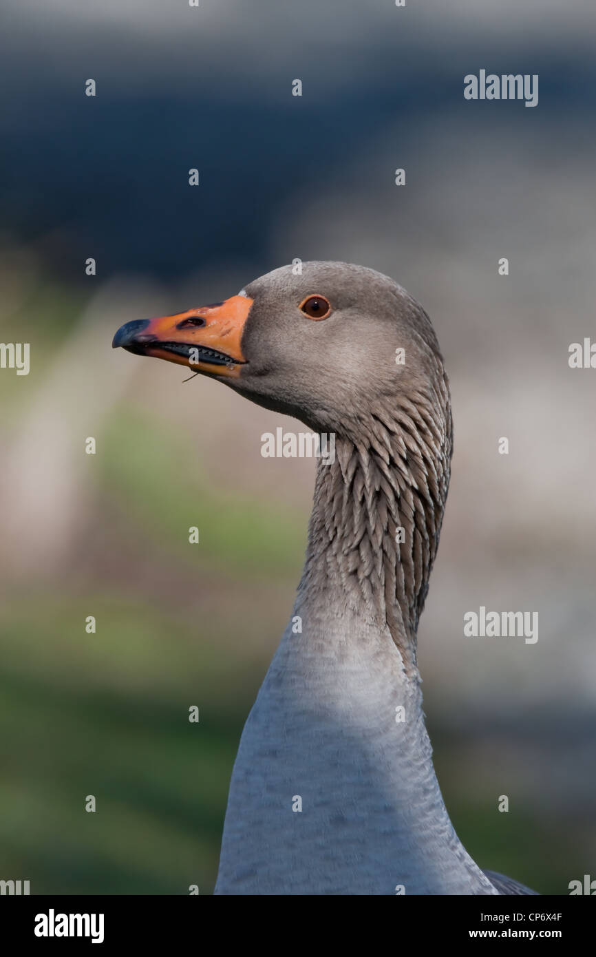 Greylag Goose head and neck Stock Photo - Alamy
