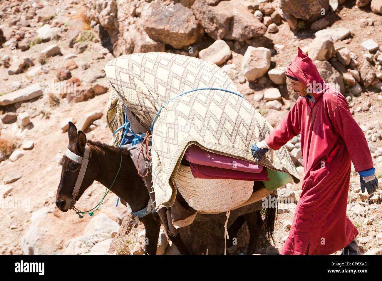 A berber and mule carrying a load in the Anti Atlas mountains of ...