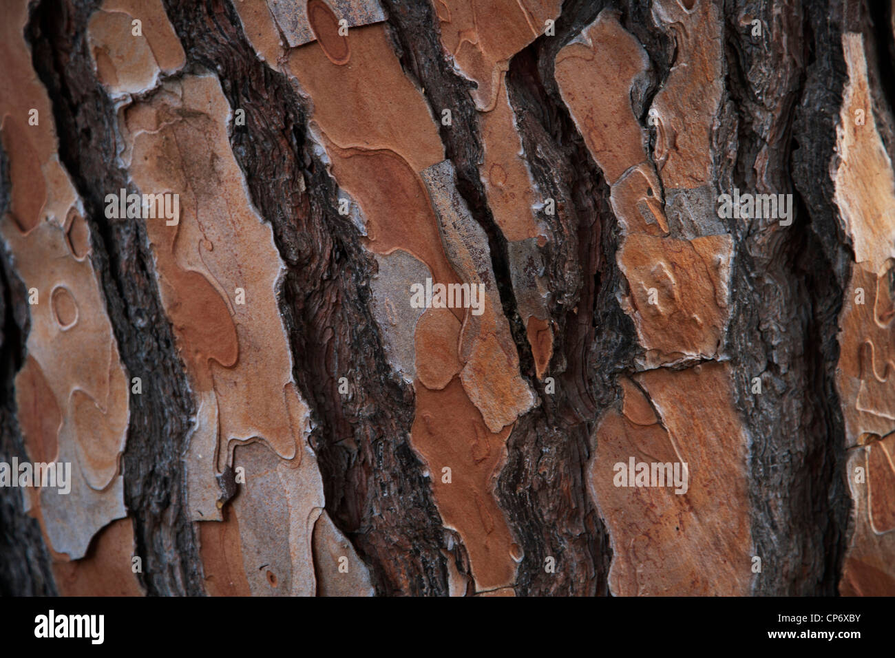 Brown tree bark texture from tree in Geelong Victoria Australia Stock ...