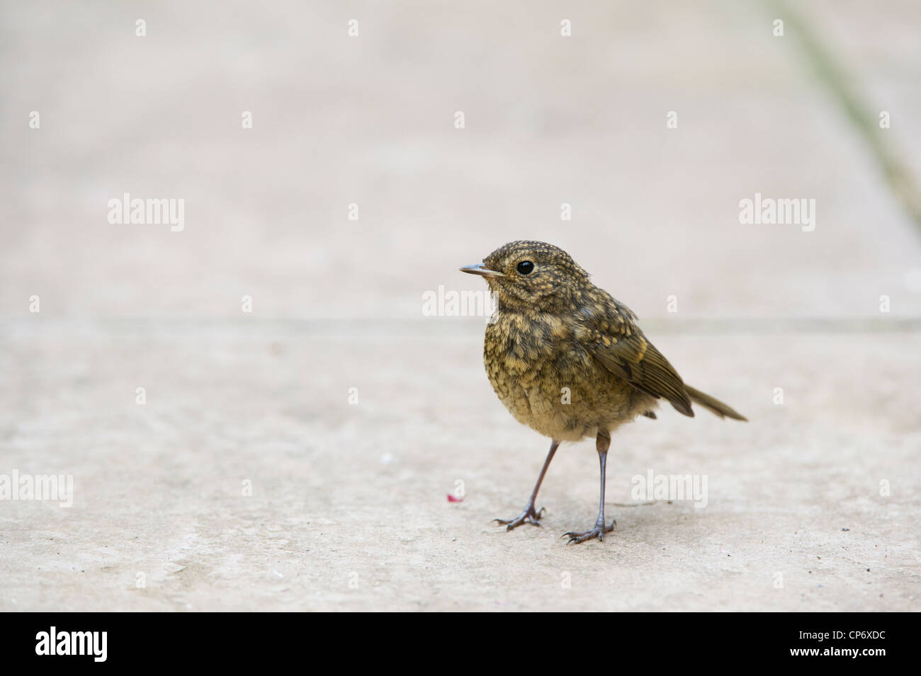 Fledged juvenile Robin on a garden path. UK Stock Photo - Alamy