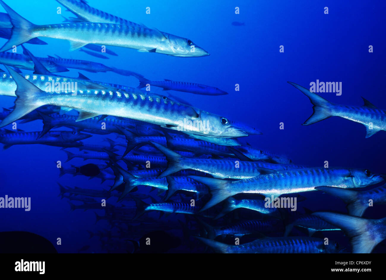 Great Barracuda, underwater in the Sudanese Red Sea. Amazing underwater ...
