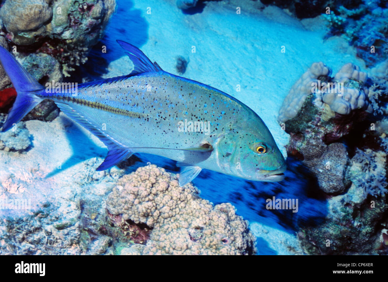Blue Fin Trevally High Resolution Stock Photography and Images - Alamy