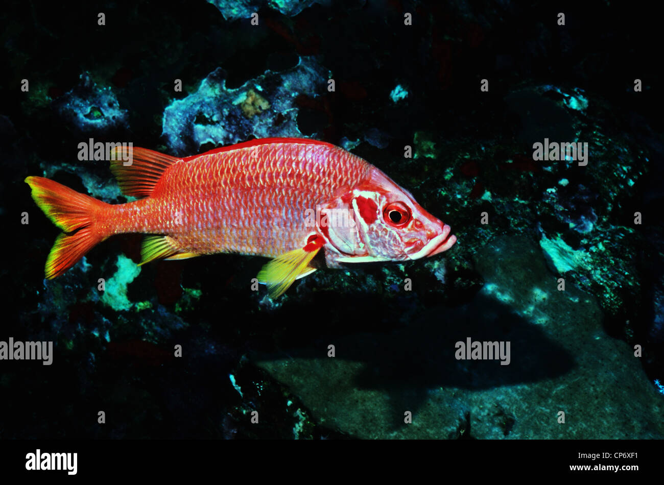 Long jaw squrrel fish hi-res stock photography and images - Alamy