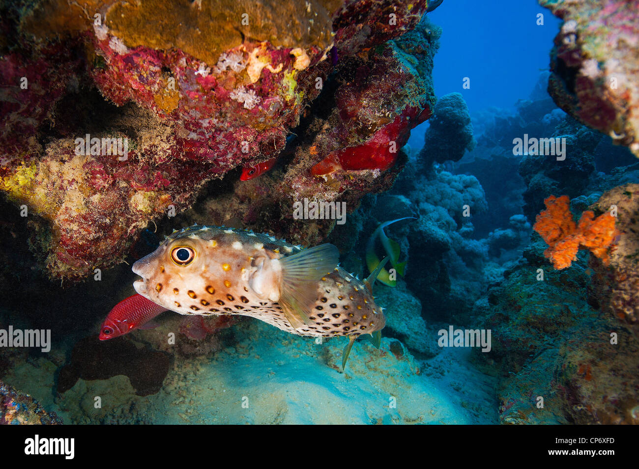 Fish egypt hi-res stock photography and images - Alamy