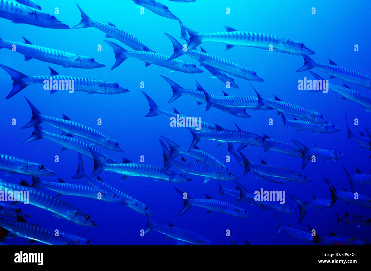 Great Barracuda, underwater in the Sudanese Red Sea. Amazing underwater ...