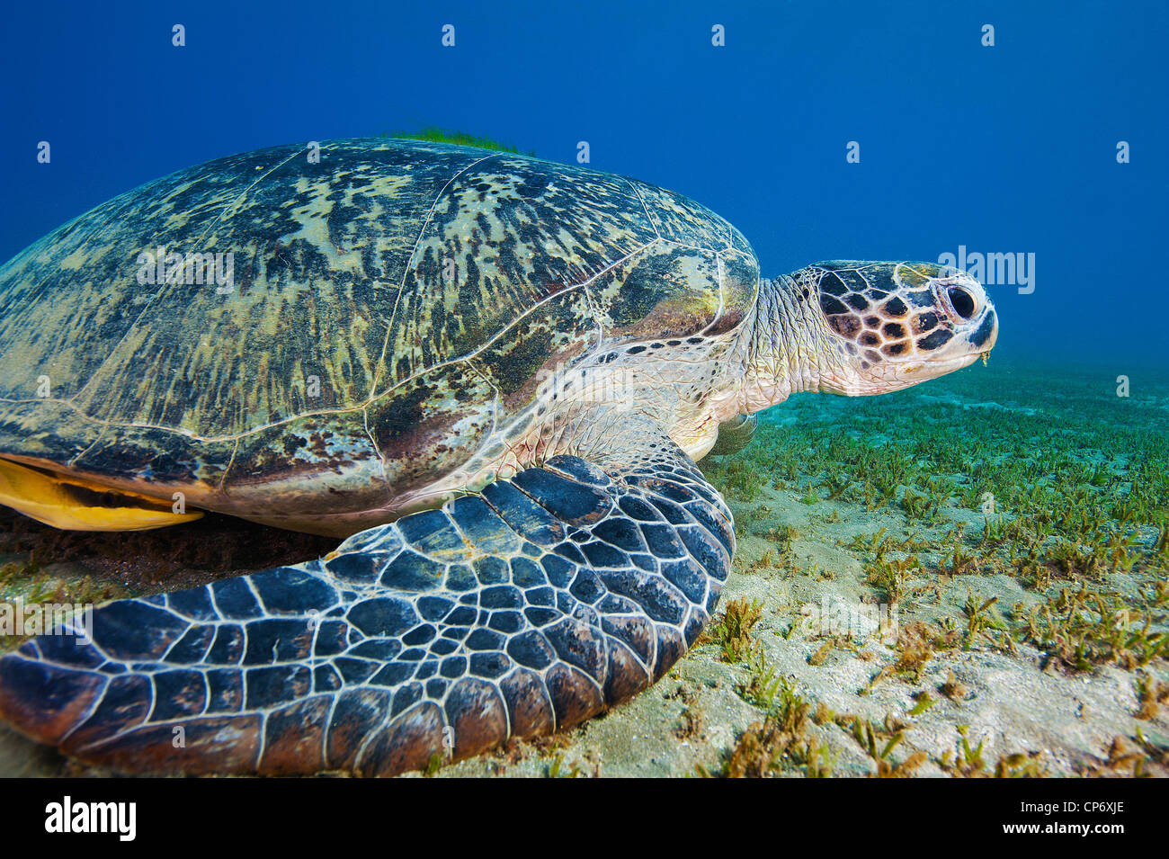 Green Turtle in the Red Sea in Egypt Stock Photo - Alamy