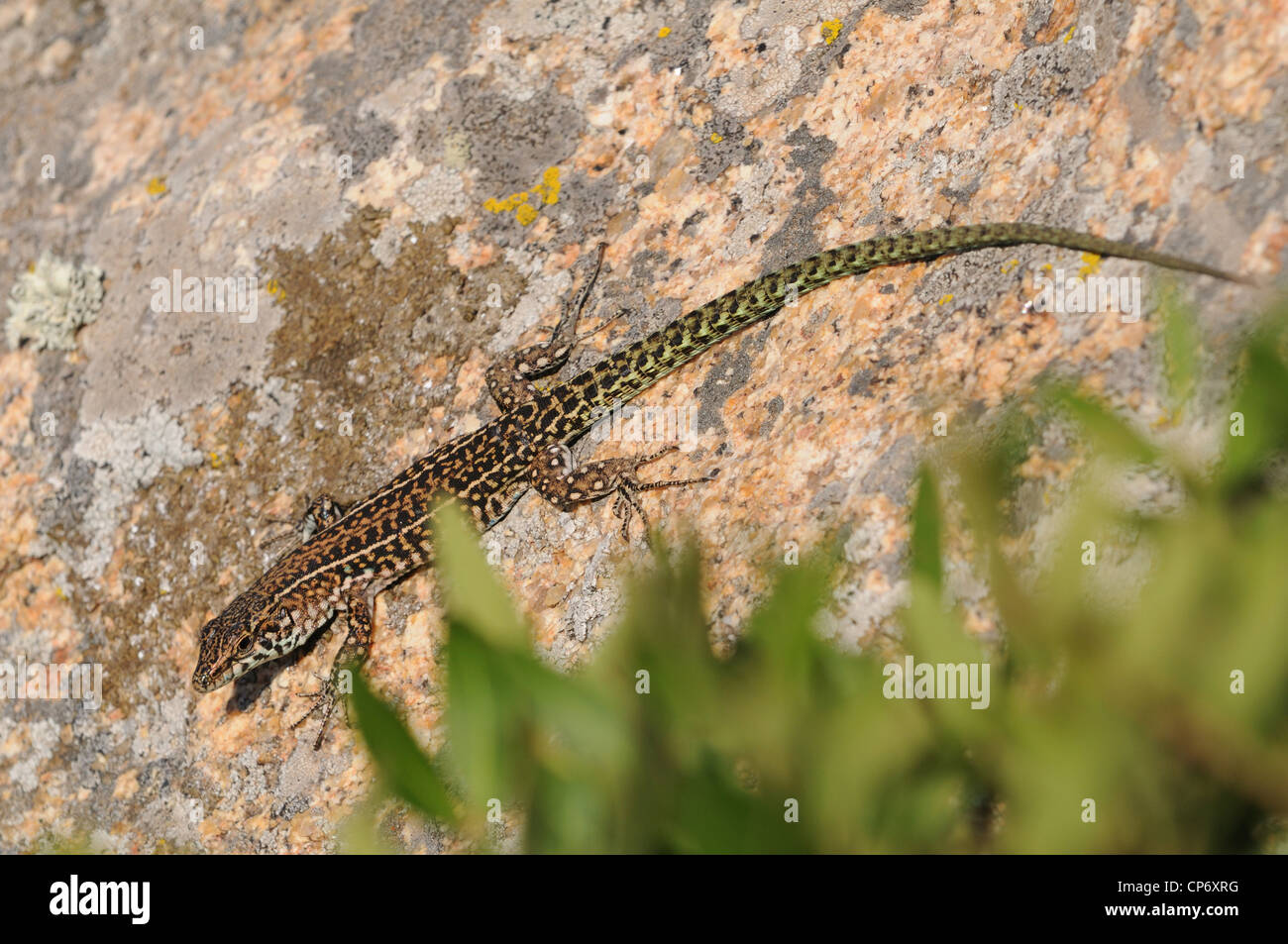 theTyrrhenian Wall Lizard on granite rock in Caprera island, Sardinia ...