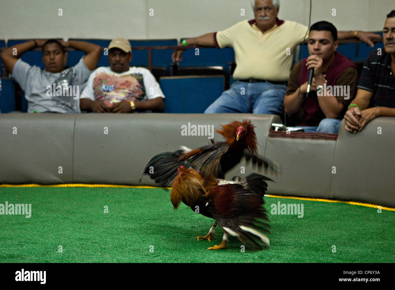 Cock fight at the Aguada Gallera in Puerto Rico. Cockfighting is still ...