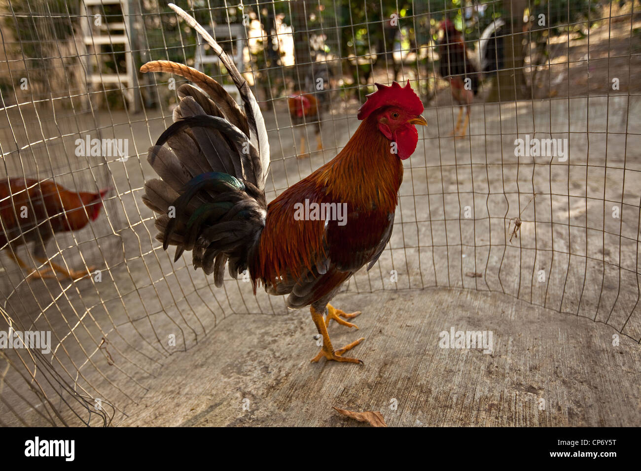 A rooster is trained for cock fighting in Puerto Rico. Cock fighting is ...