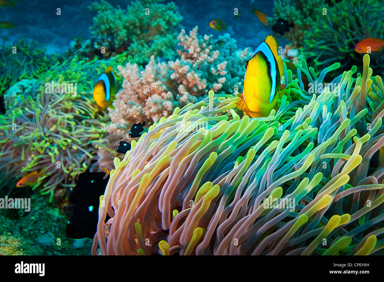 Clown fish in anemone Stock Photo - Alamy