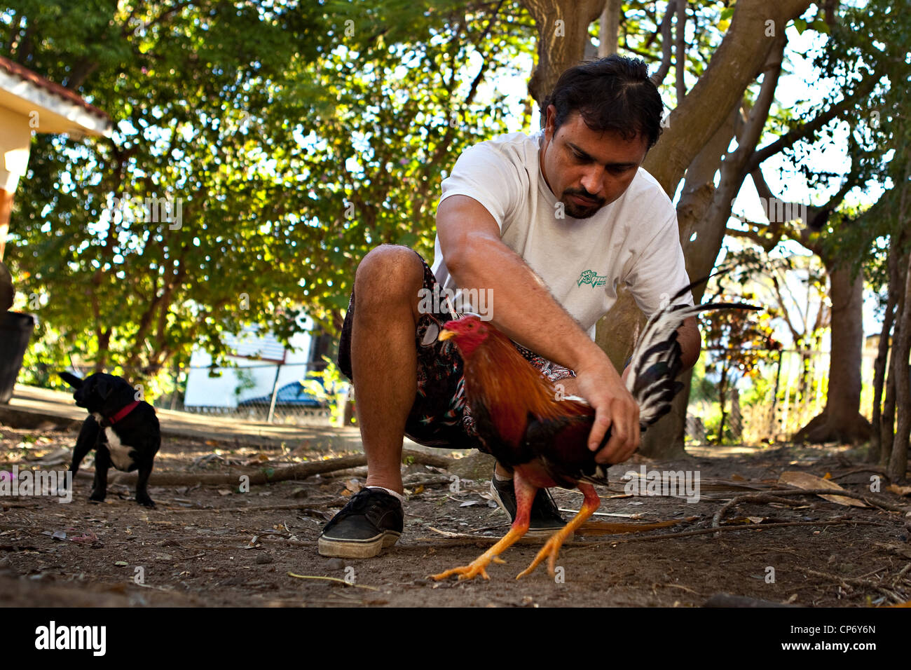 A rooster is trained for cock fighting in Puerto Rico. Cock fighting is ...