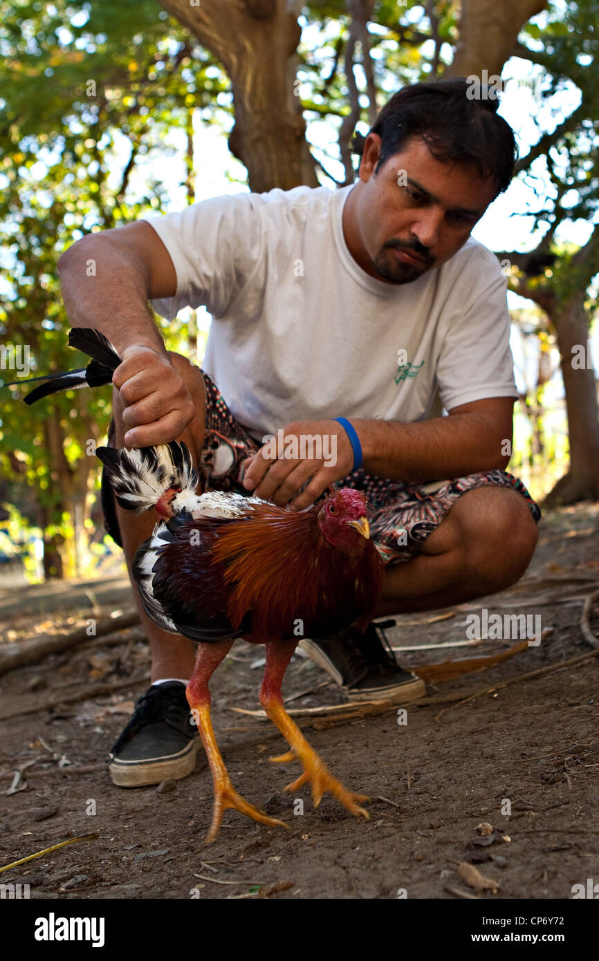 A rooster is trained for cock fighting in Puerto Rico. Cock fighting is ...