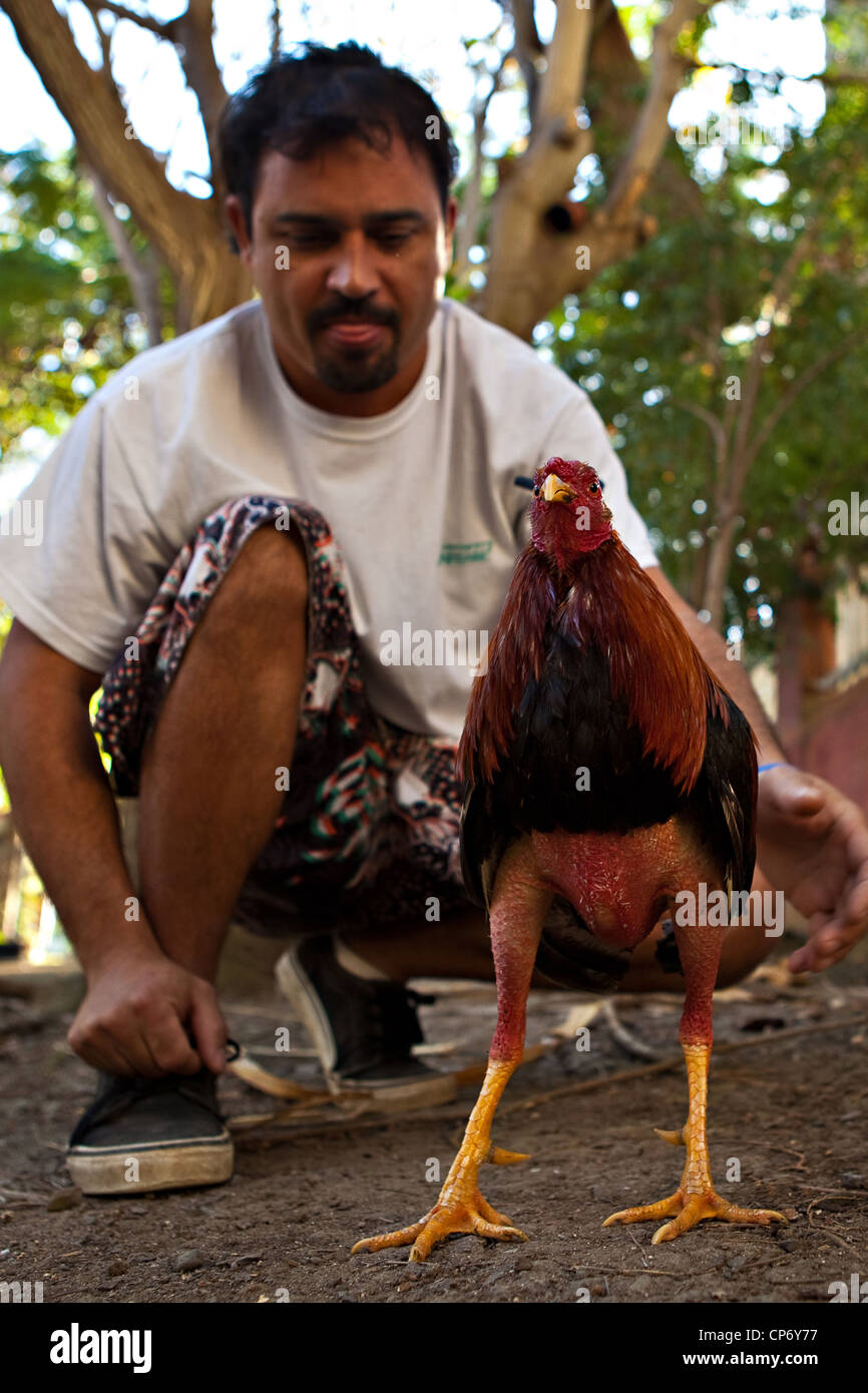 A rooster is trained for cock fighting in Puerto Rico. Cock fighting is ...