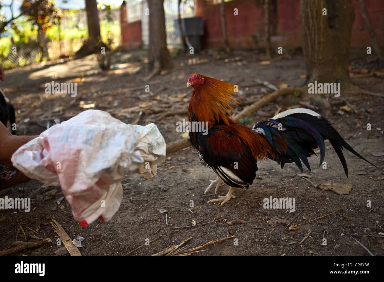 A rooster is trained for cock fighting in Puerto Rico. Cock fighting is ...