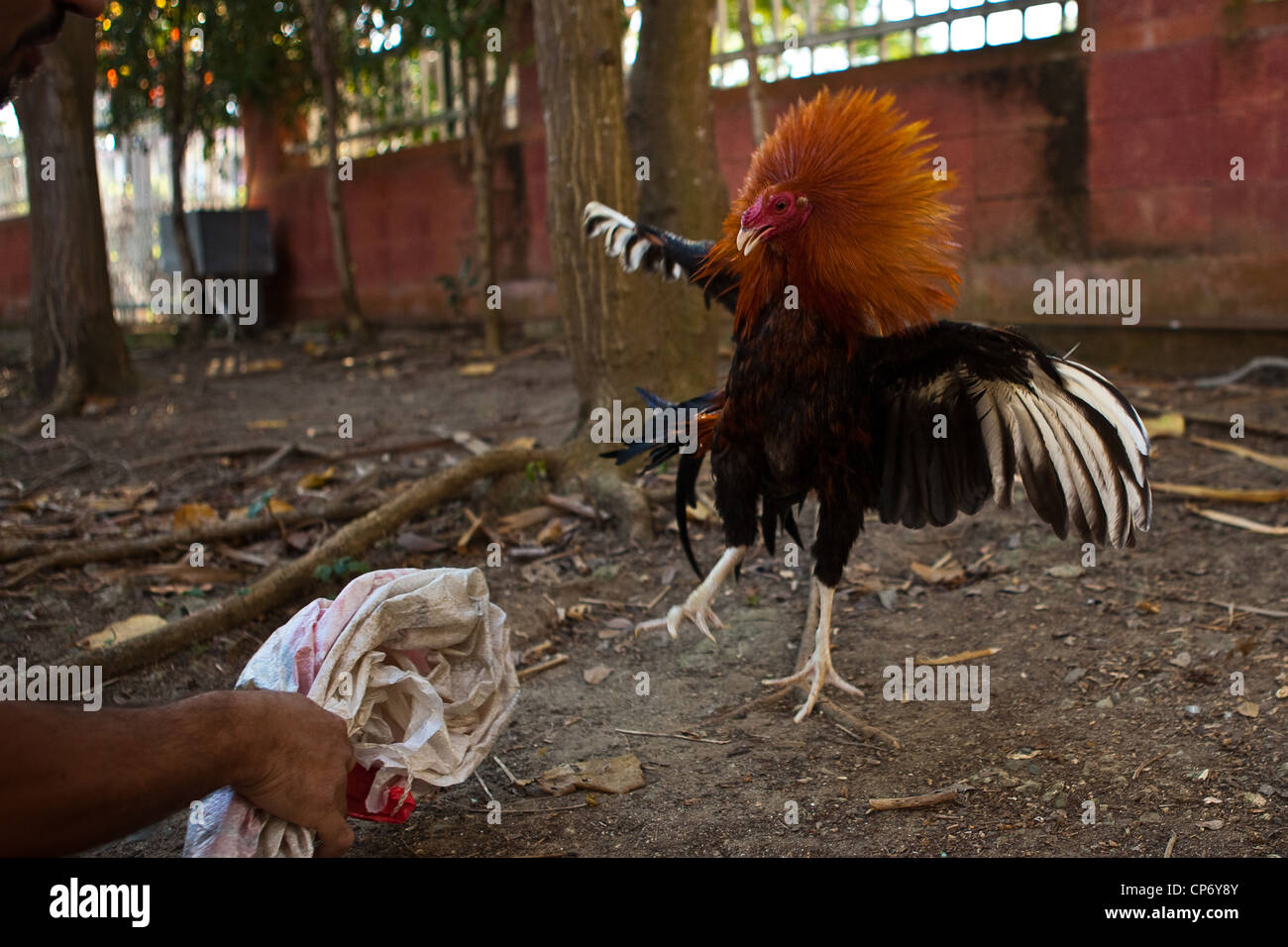 A rooster is trained for cock fighting in Puerto Rico. Cock fighting is ...