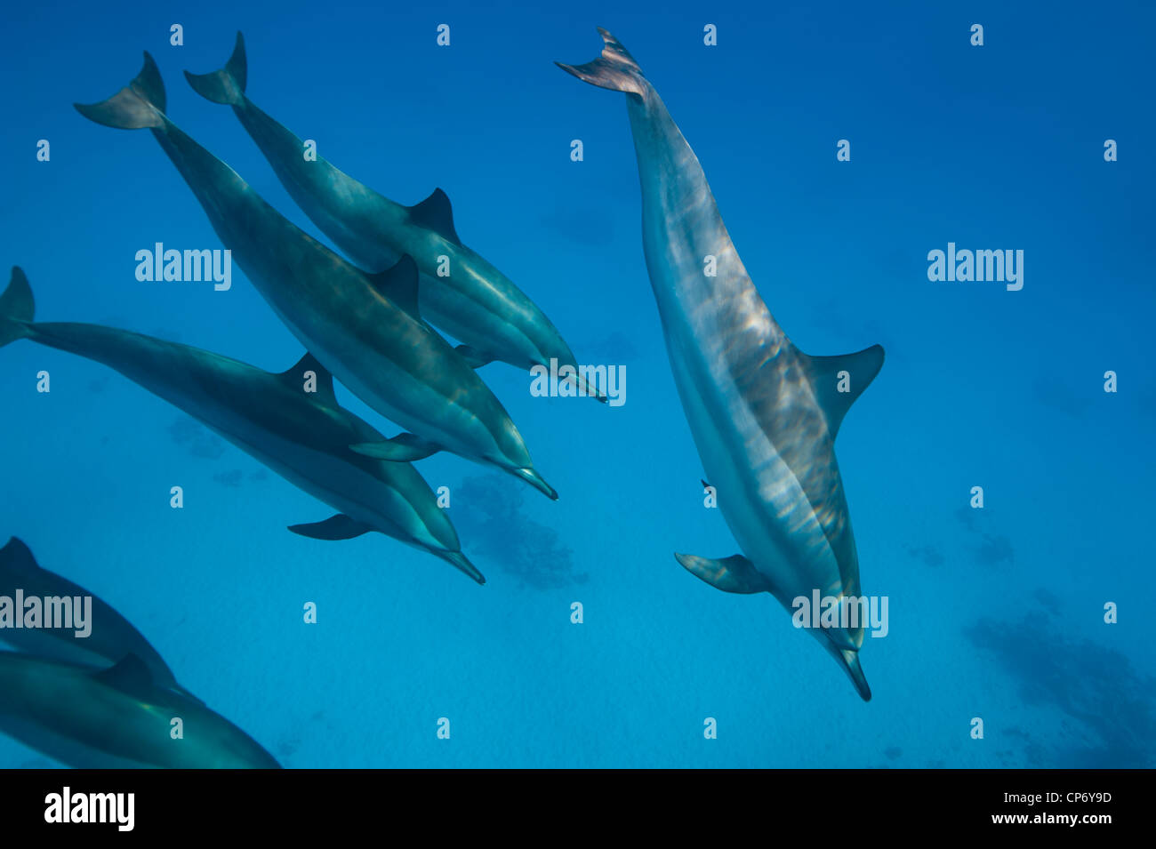 Spinner dolphins hi-res stock photography and images - Alamy