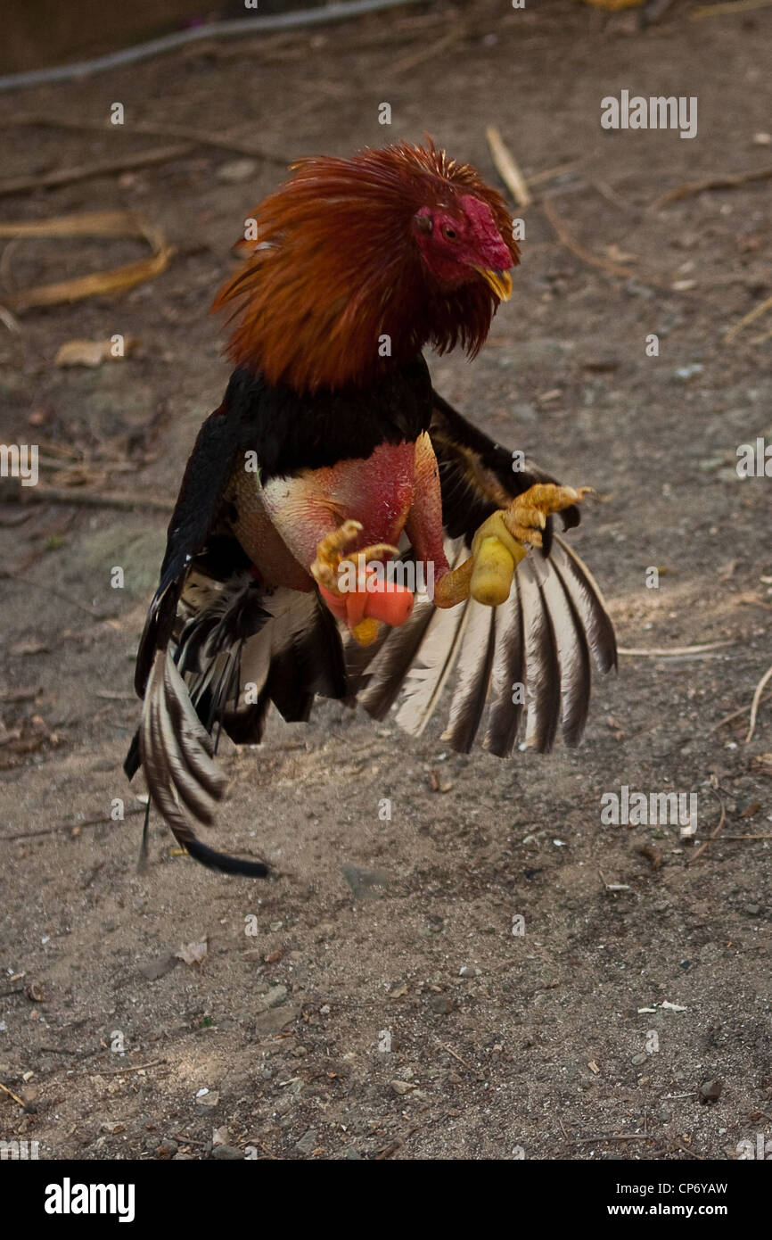 A rooster is trained for cock fighting in Puerto Rico. Cock fighting is ...