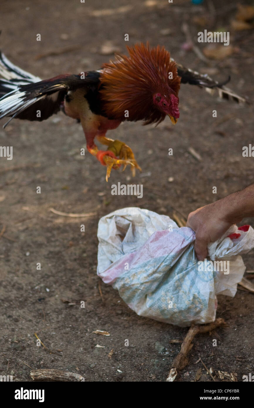 A rooster is trained for cock fighting in Puerto Rico. Cock fighting is ...
