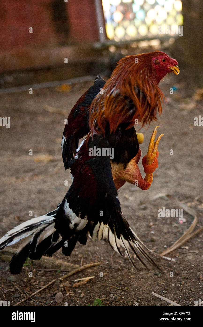 A rooster is trained for cock fighting in Puerto Rico. Cock fighting is ...