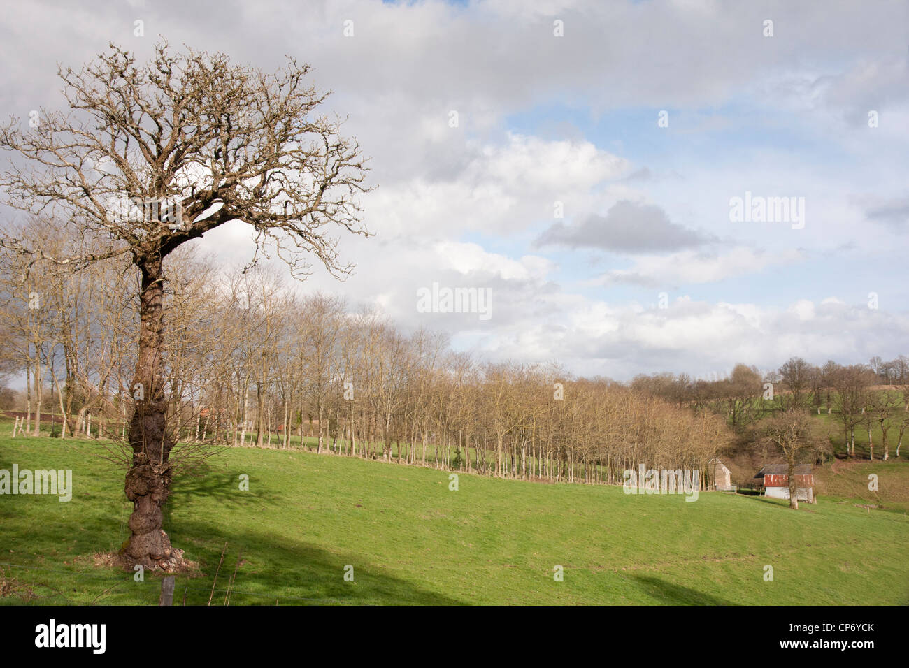 Beautiful photograph dry trees hi-res stock photography and images - Alamy