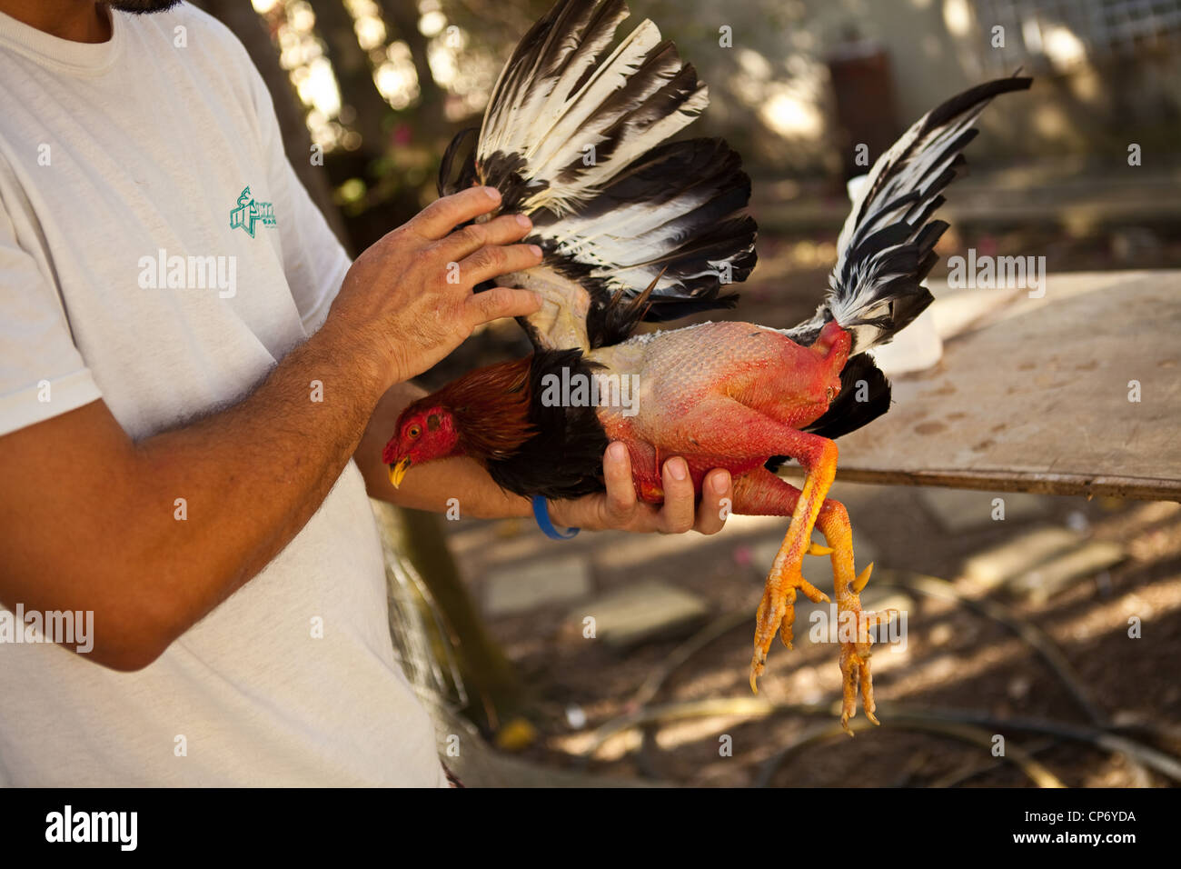 A rooster is trained for cock fighting in Puerto Rico. Cock fighting is ...