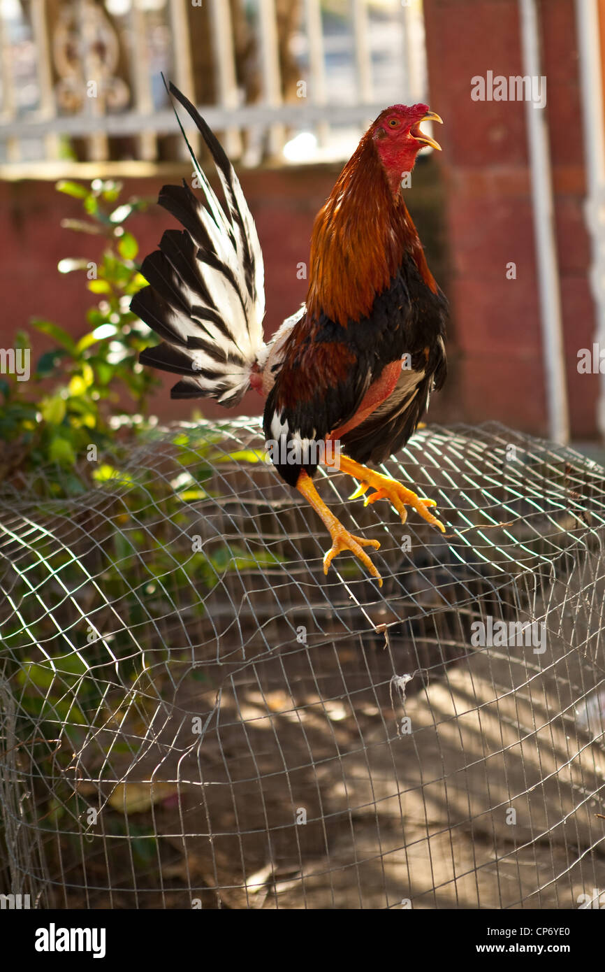 A rooster is trained for cock fighting in Puerto Rico. Cock fighting is ...