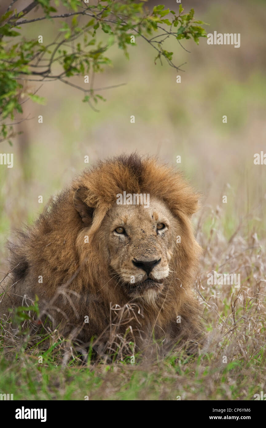 Portrait of a male lion with a big mane Stock Photo - Alamy