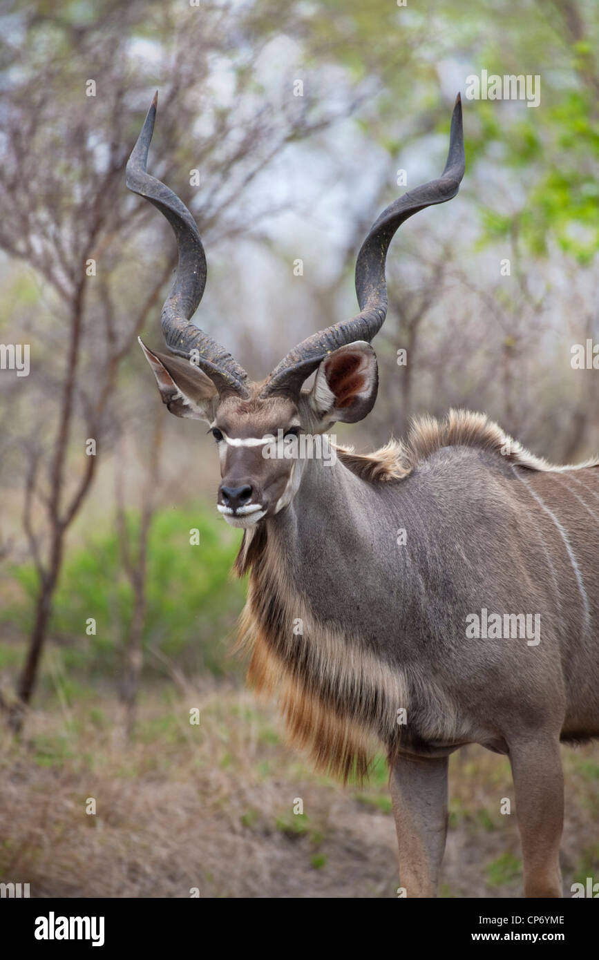 Greater Kudu Bull Size
