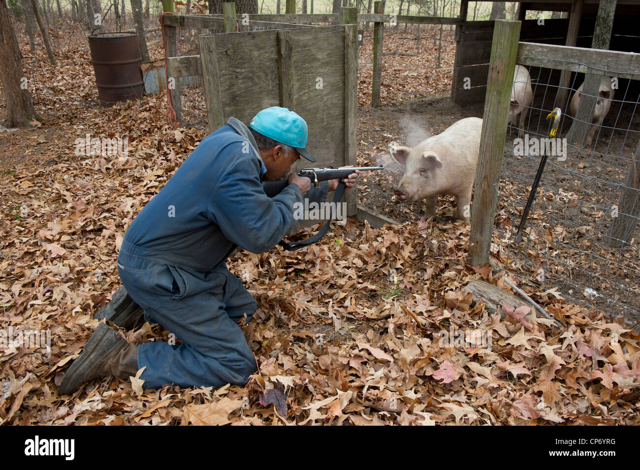 Farmer shooting a pig Stock Photo - Alamy
