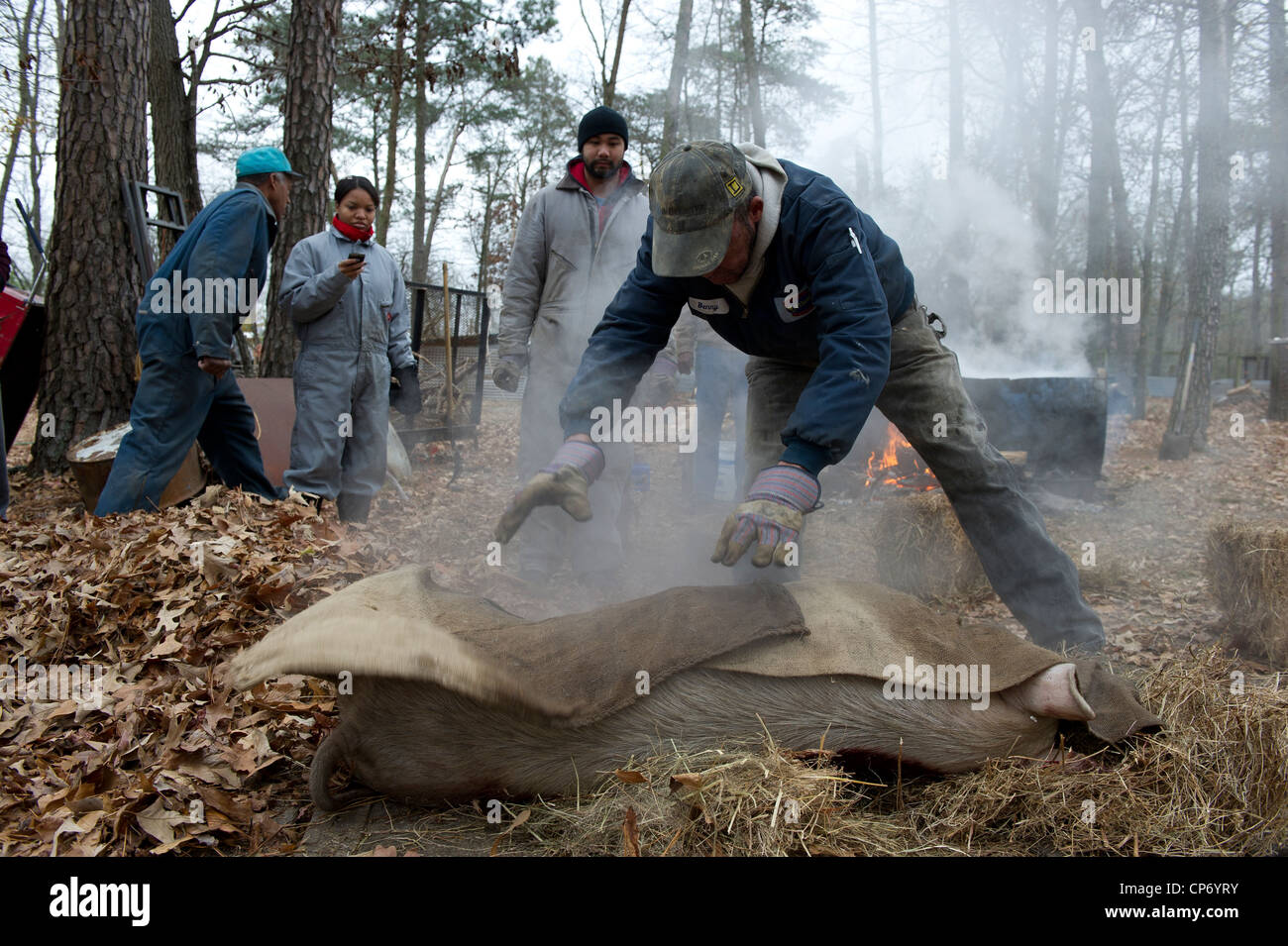 Farmers butchering a pig Stock Photo - Alamy