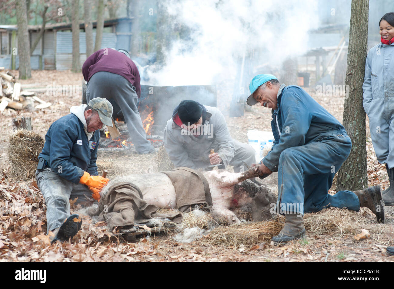 Farmers butchering a pig Stock Photo - Alamy