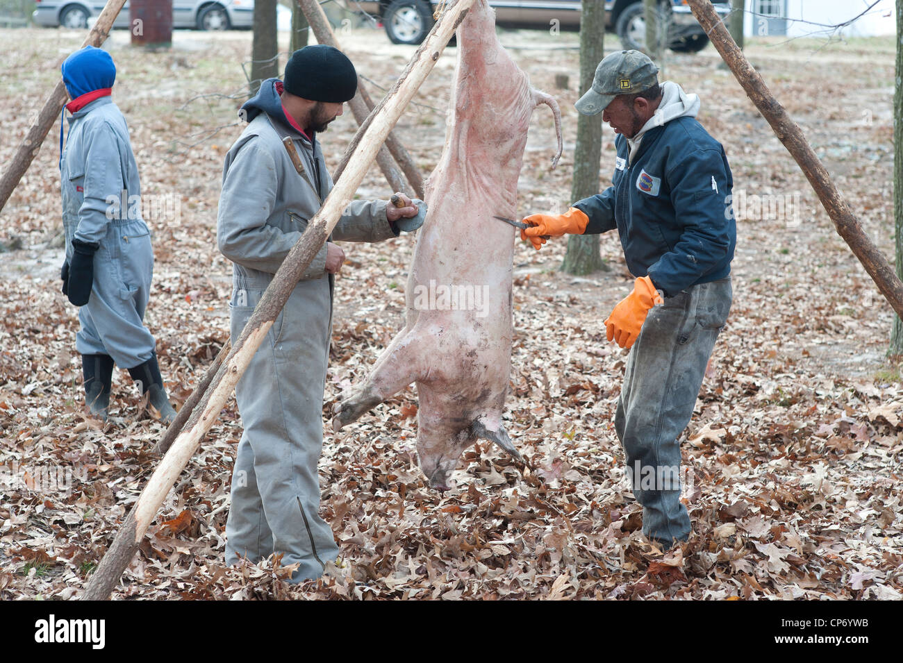 Pig butchering process Stock Photo - Alamy
