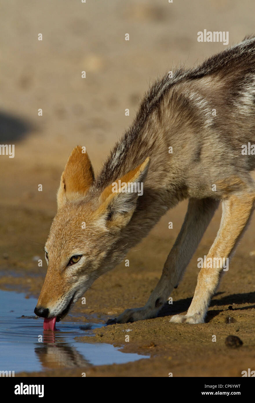 Black-backed Jackal drinking water Stock Photo - Alamy
