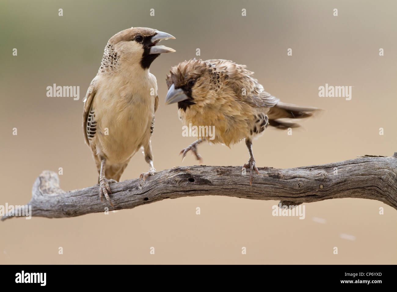 Two sociable weaver birds on a branch one wet from a fresh birdbath ...