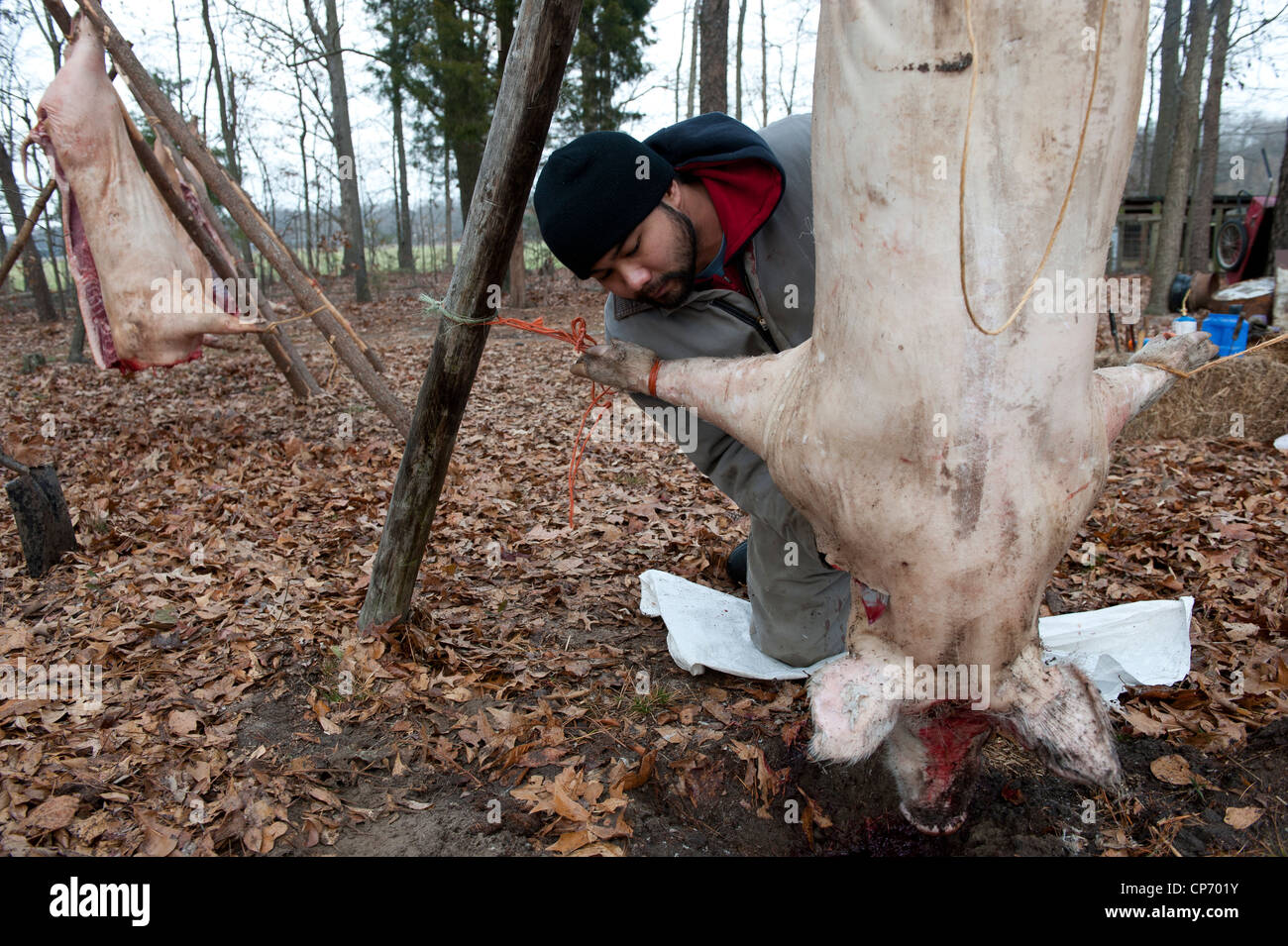 Hog butchering process Stock Photo - Alamy