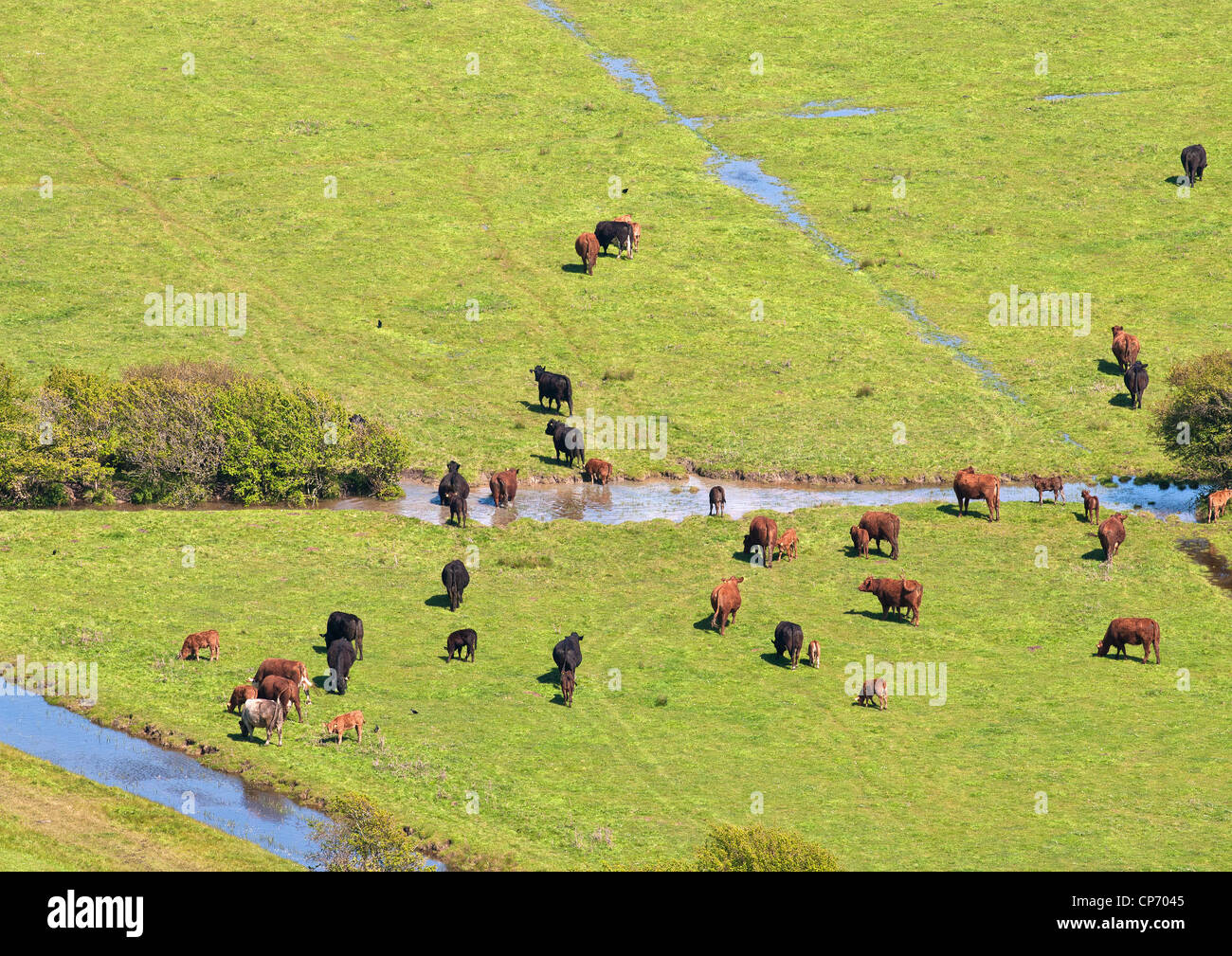 Grazing Cattle River High Resolution Stock Photography and Images - Alamy