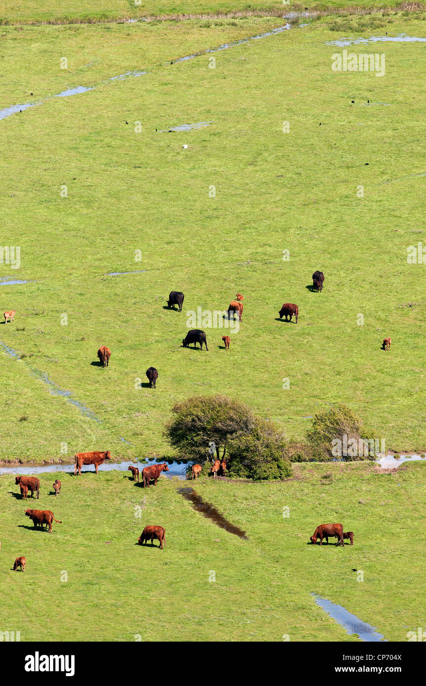 Grazing Cattle River High Resolution Stock Photography and Images - Alamy
