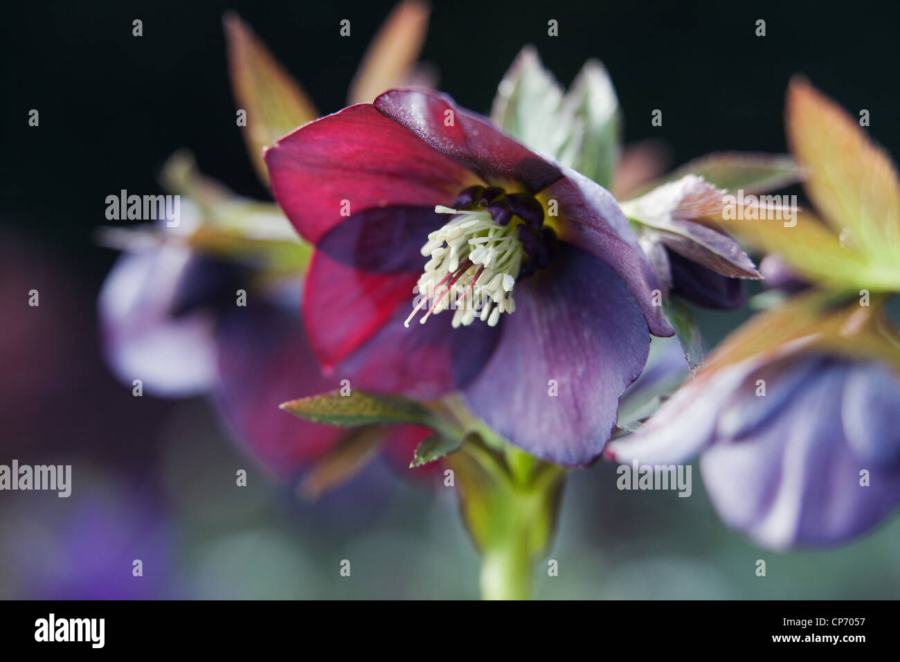 Helleborus x hybridus a hi-res stock photography and images - Alamy