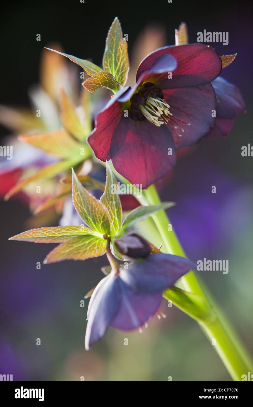Helleborus x hybridus a hi-res stock photography and images - Alamy