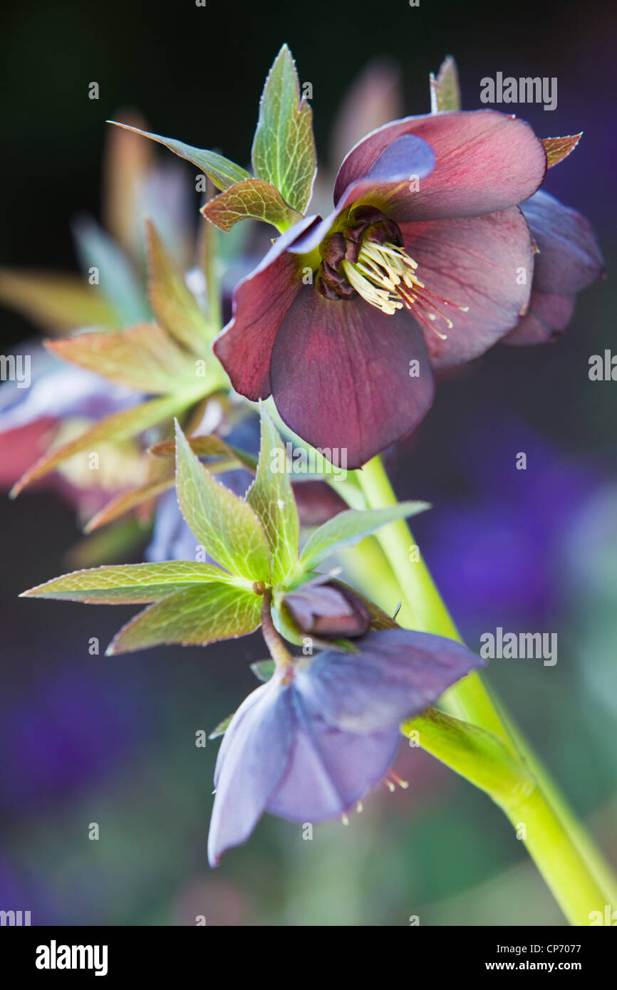 A Hellebore named Helleborus x hybridus 'Harvington Red' Stock Photo ...