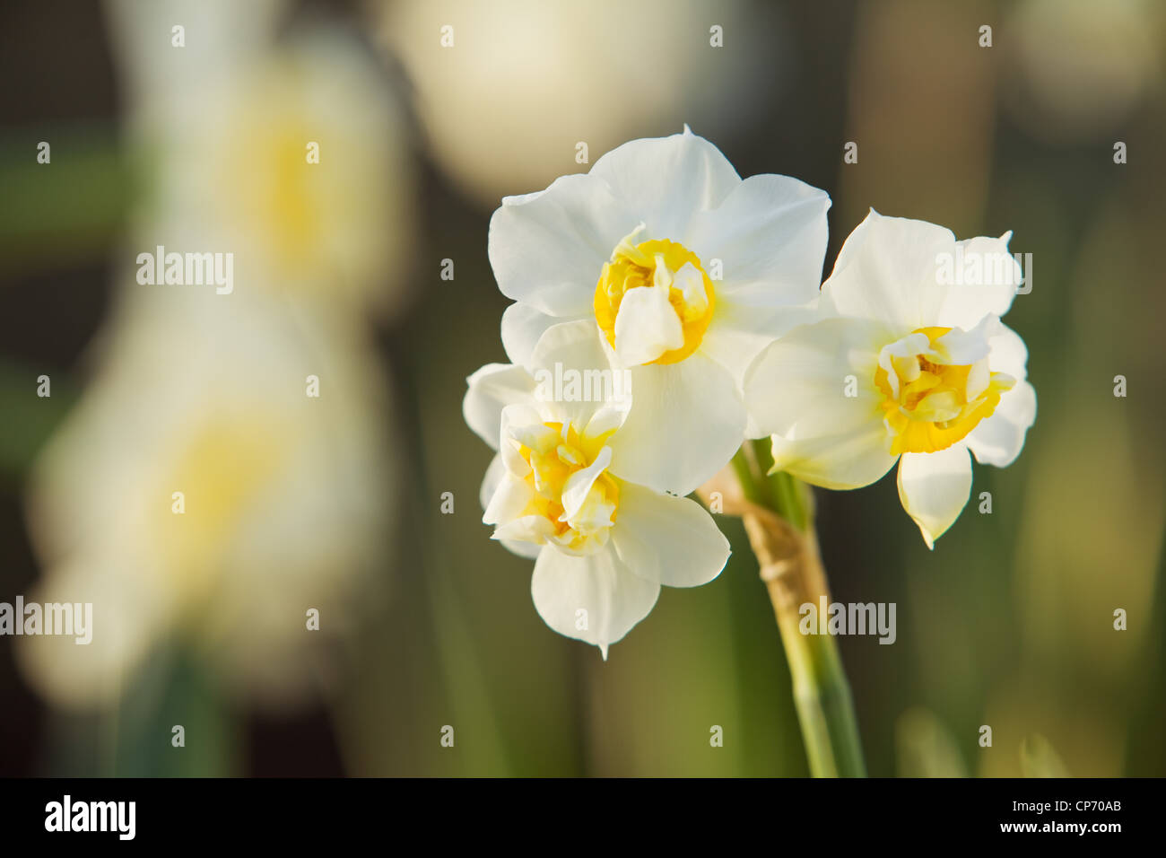 Daffodil 'Cheerfulness' or Narcissus 'White Cheerfulness' Stock Photo ...