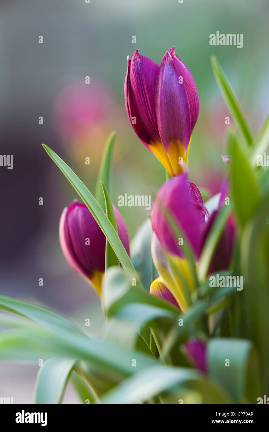 Tulip humilis ‘persian pearl hi-res stock photography and images - Alamy