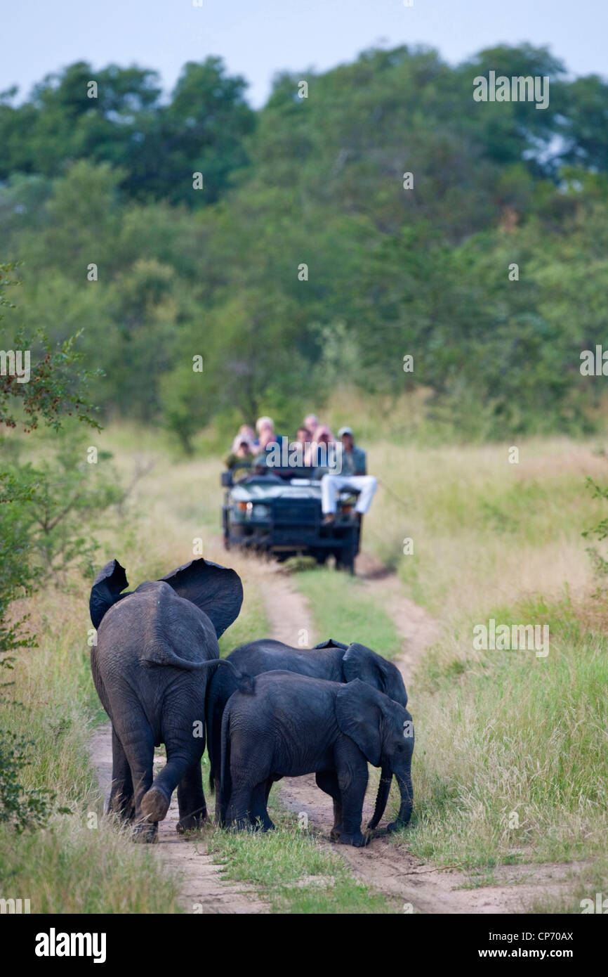 Game drive africa kruger vehicle hi-res stock photography and images ...