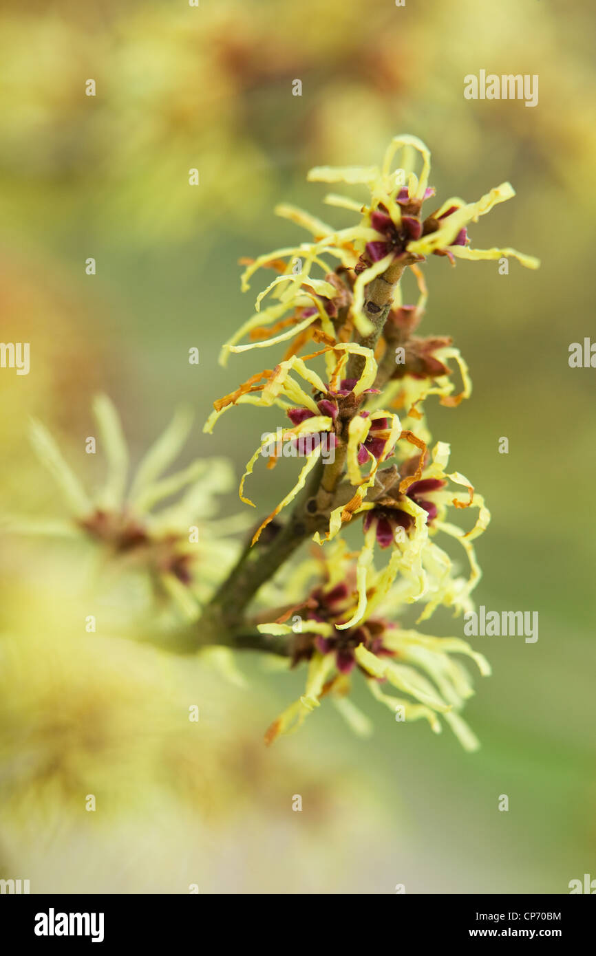 Witch-hazel Hamamelis x intermedia 'Pallida' Stock Photo - Alamy