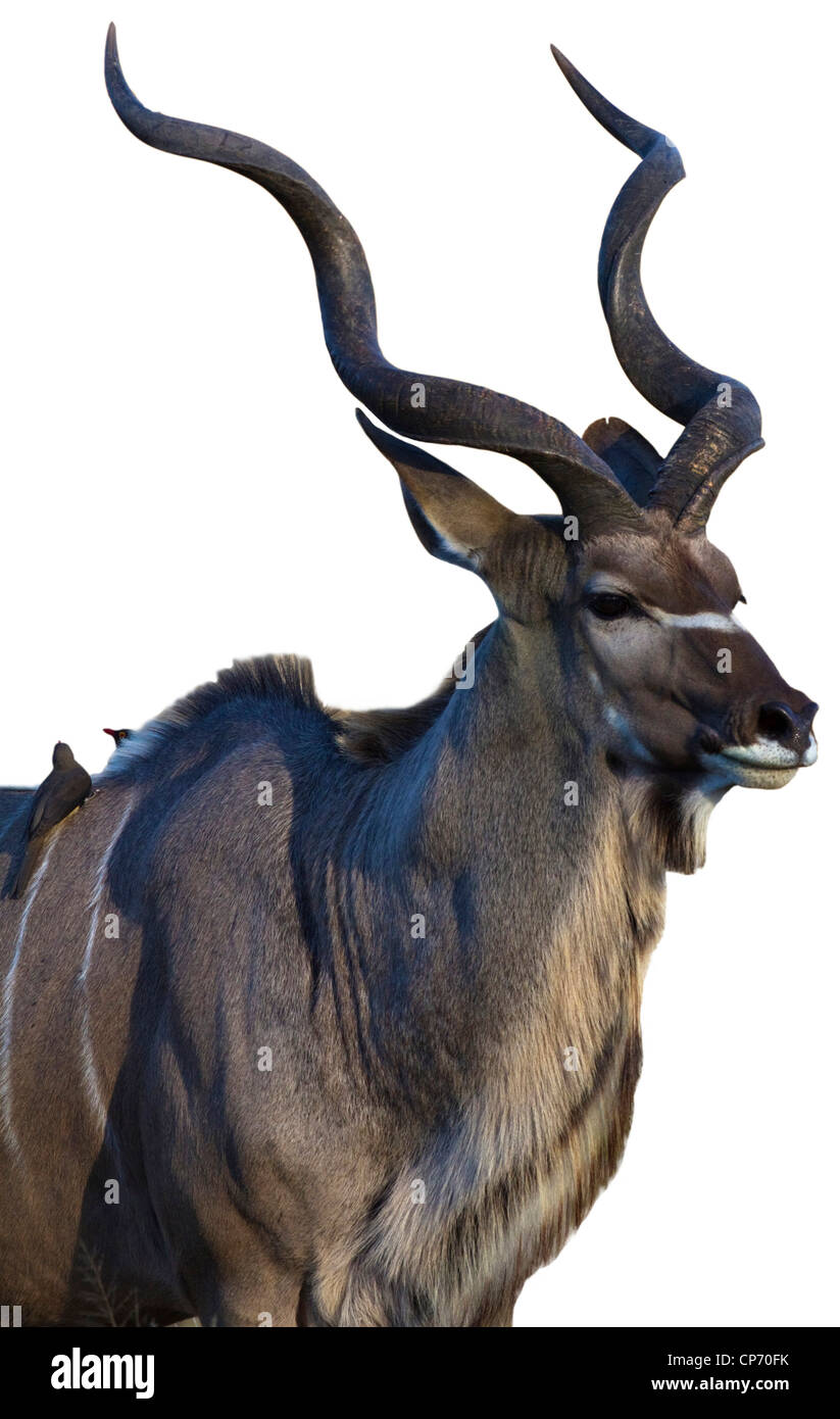 Kudu bull portrait Stock Photo - Alamy